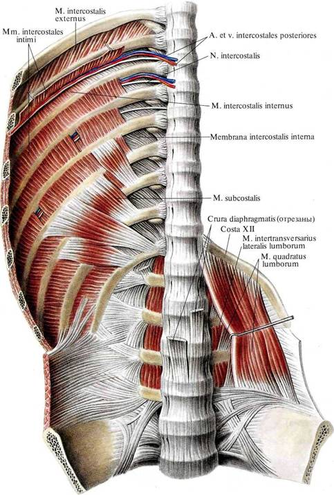 Internal Power Training - Rib Power By Coach Davis » WCO